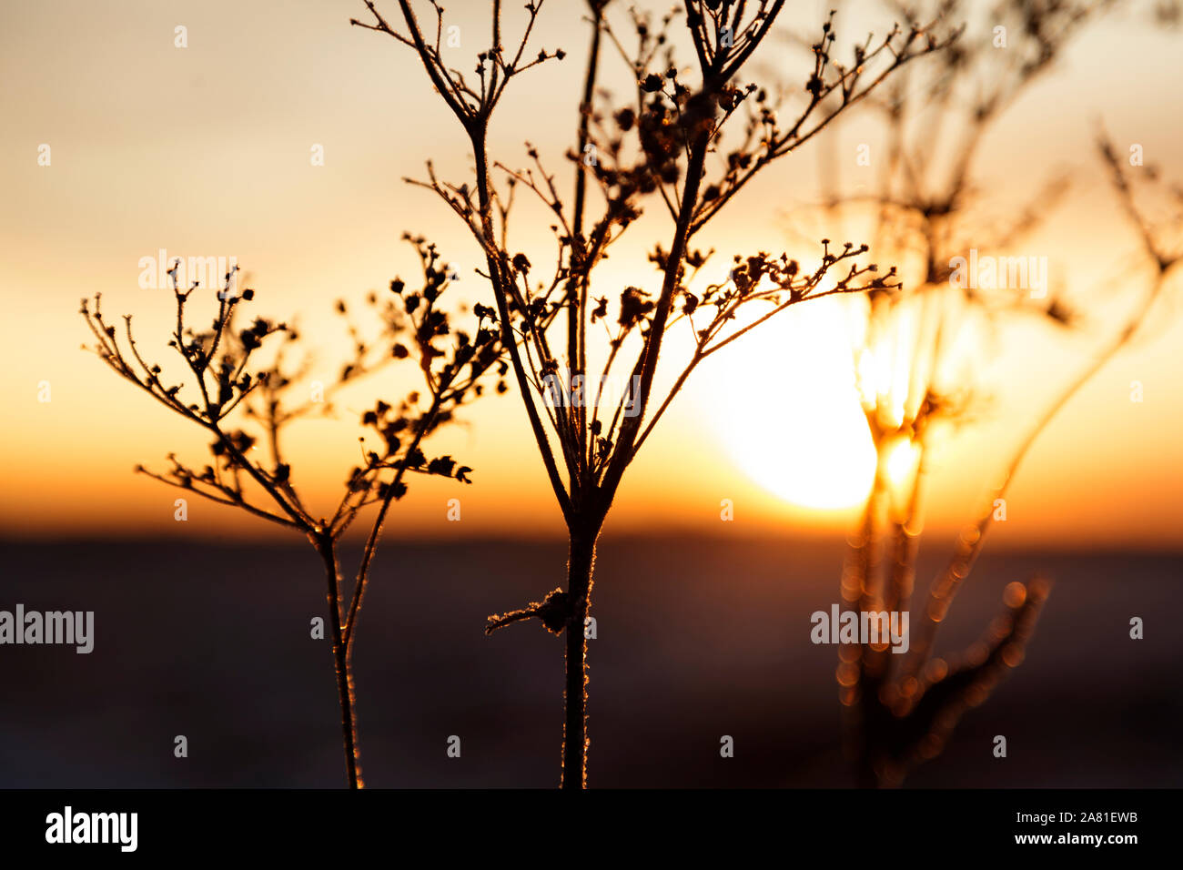 Dead flowers in fields hi-res stock photography and images - Alamy