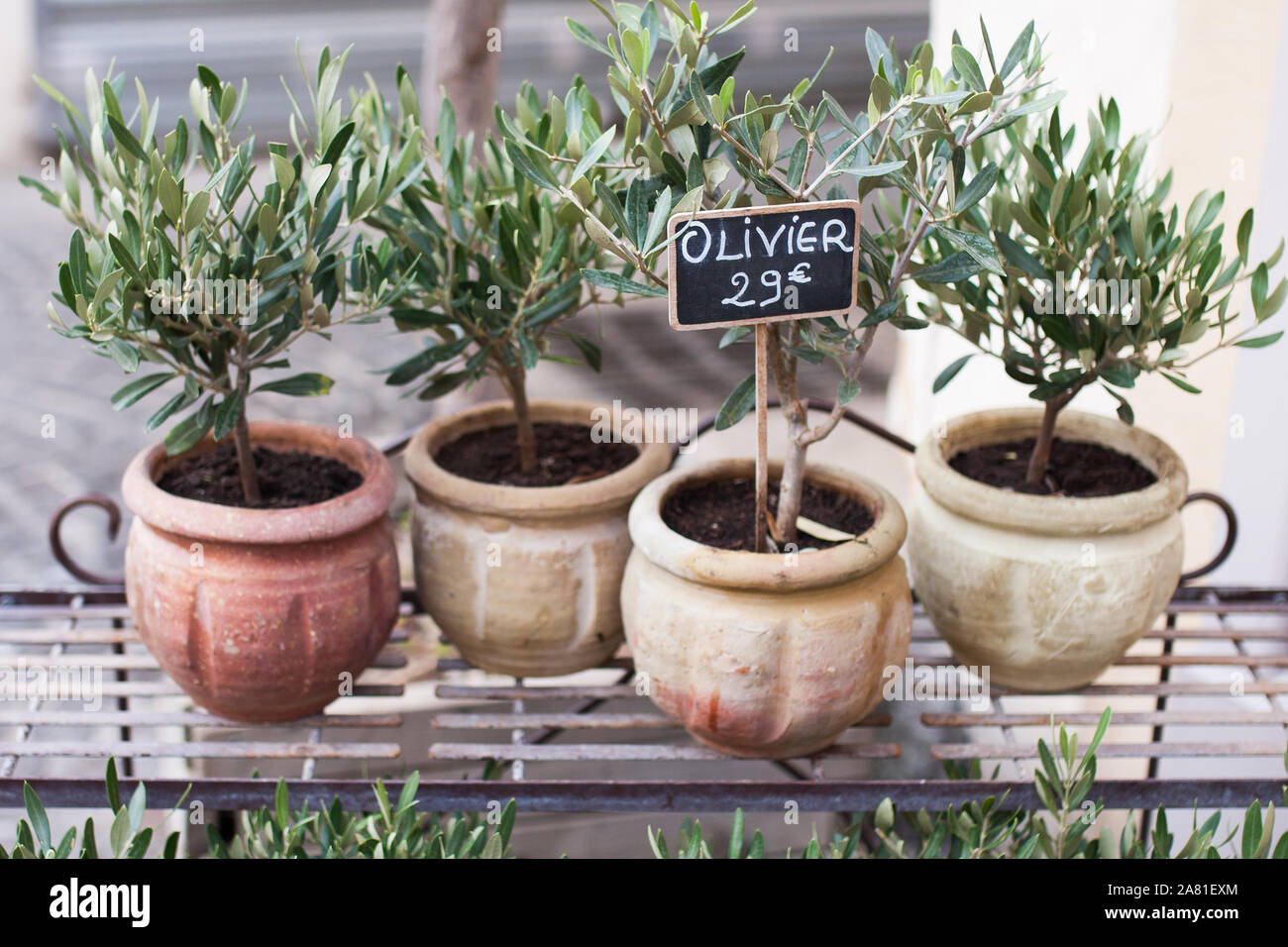 Olive trees in pots hi-res stock photography and images - Alamy