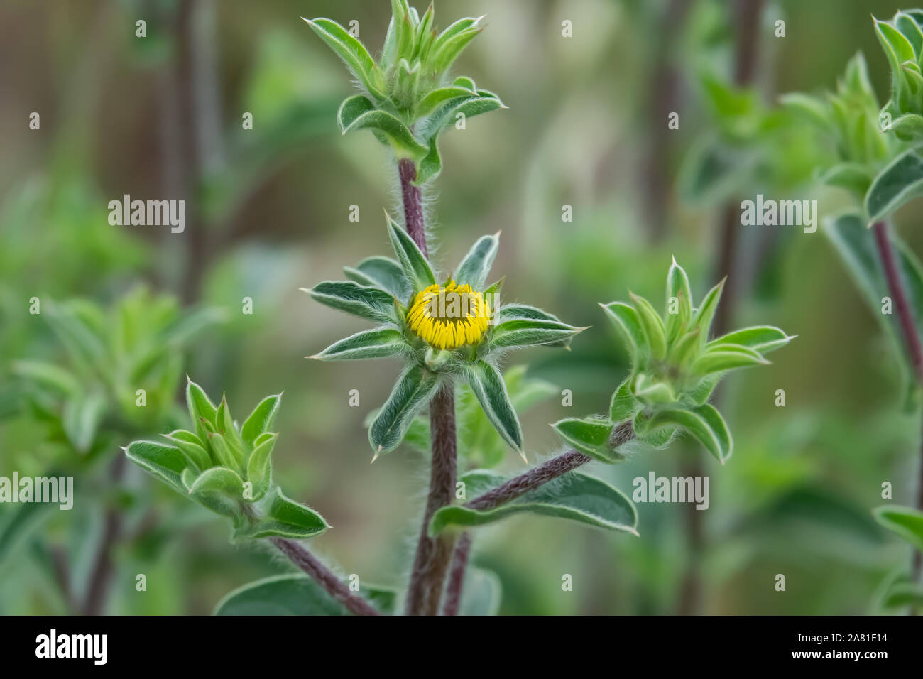 Yellow starwort hi-res stock photography and images - Alamy