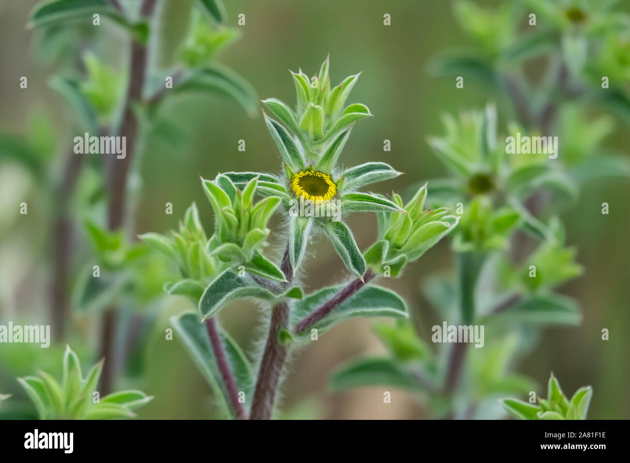 Yellow starwort hi-res stock photography and images - Alamy
