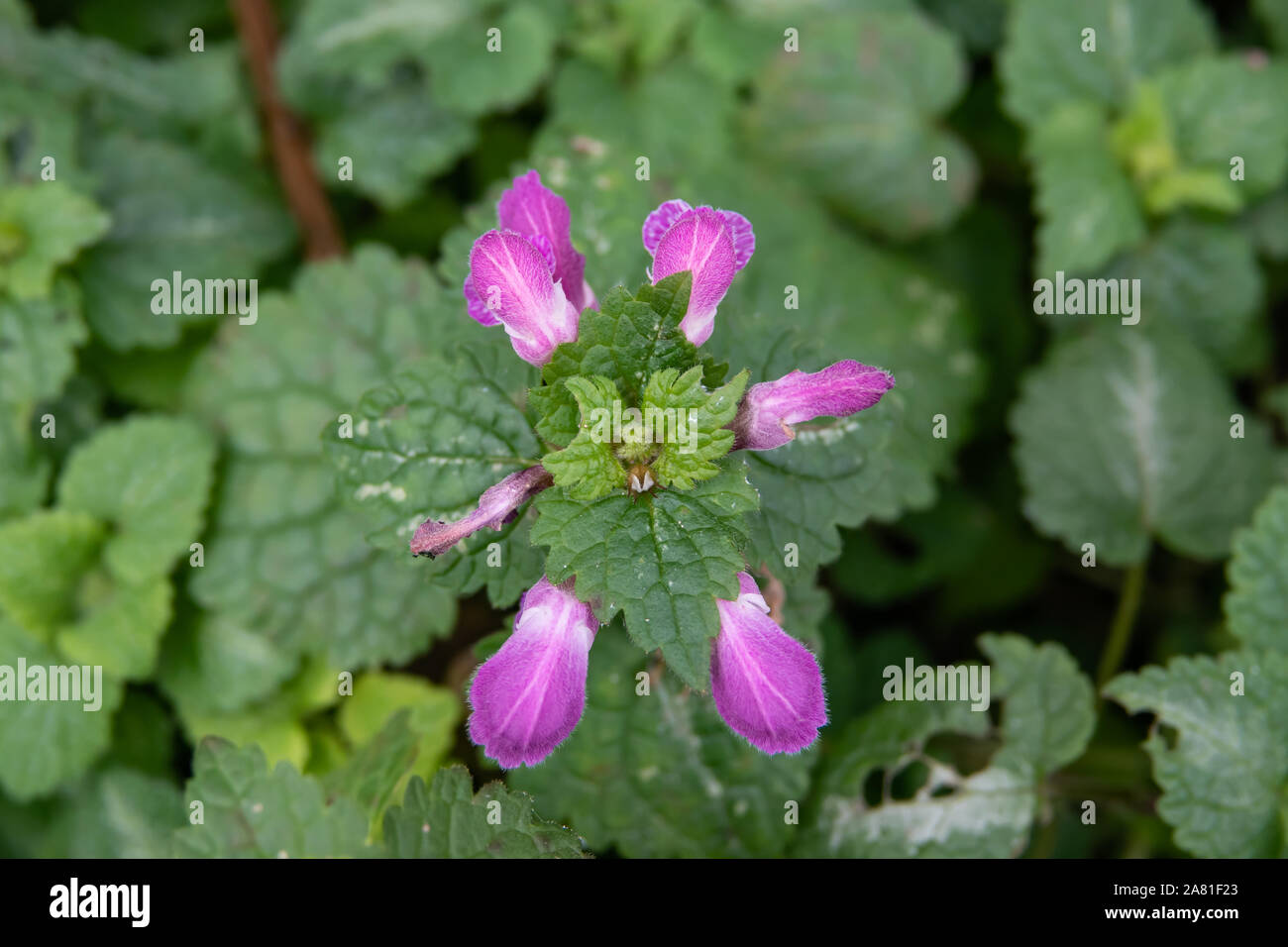 Spotted Dead Nettle Flowers in Bloom in Winter Stock Photo - Alamy
