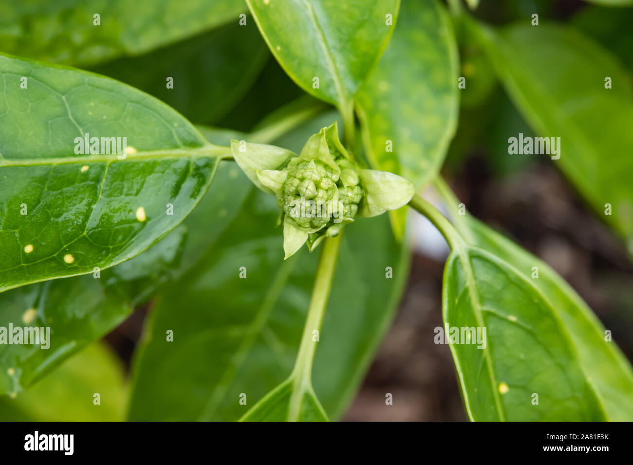 Variegated spotted laurel hi-res stock photography and images - Alamy