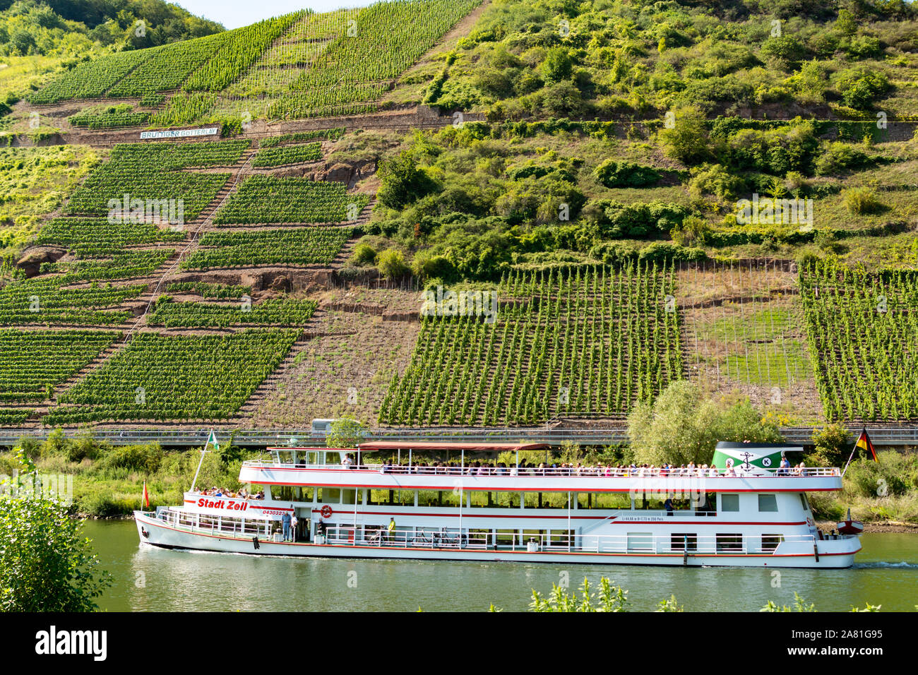 Landscape with famous green terraced vineyards in Mosel river valley ...