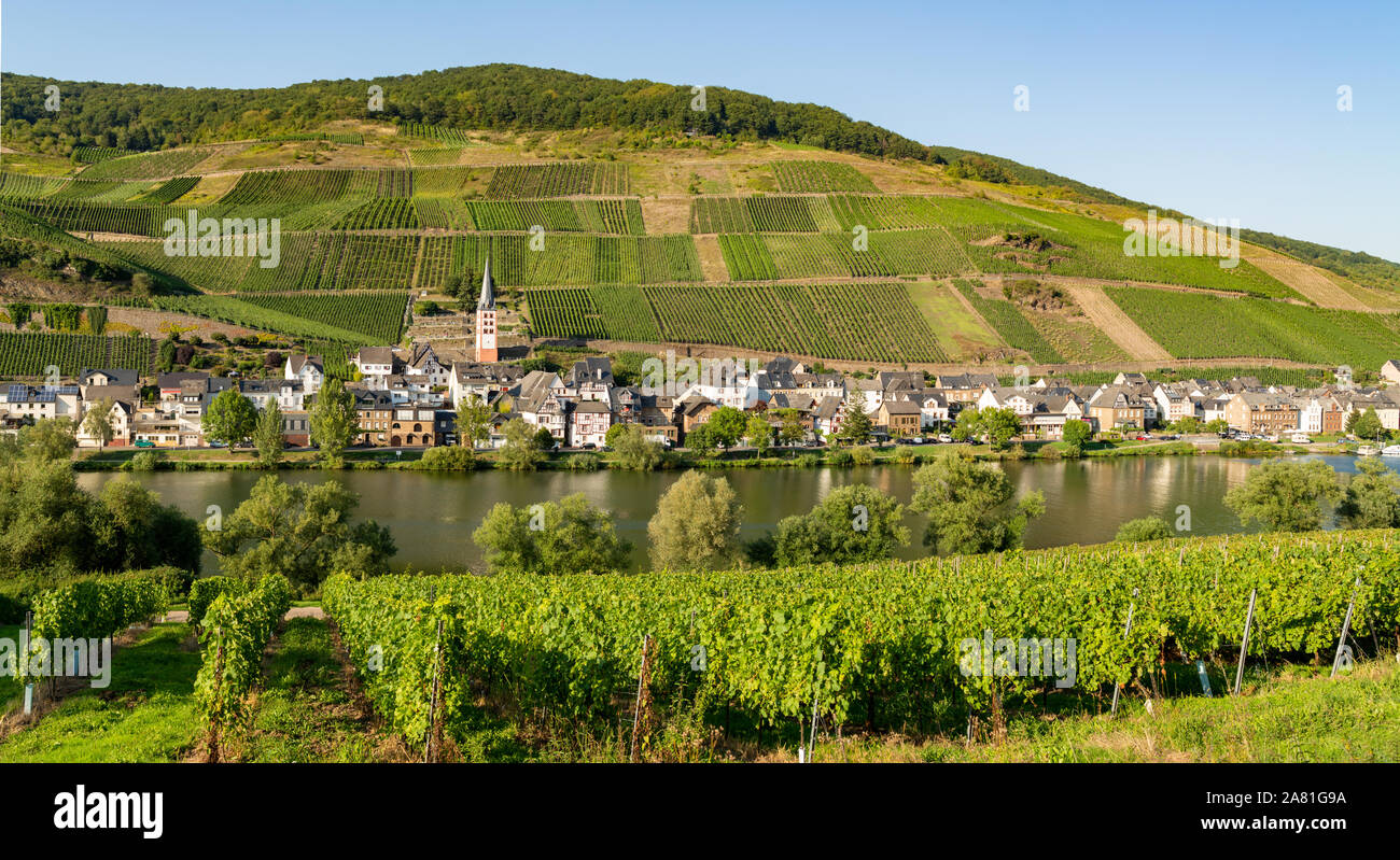 Landscape with famous green terraced vineyards in Mosel river valley ...