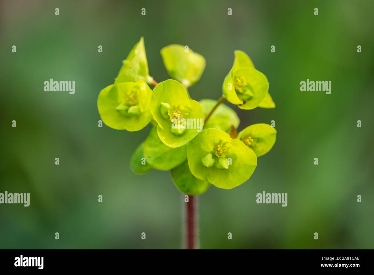 Wild Spurge Inflorescence in Springtime Stock Photo - Alamy