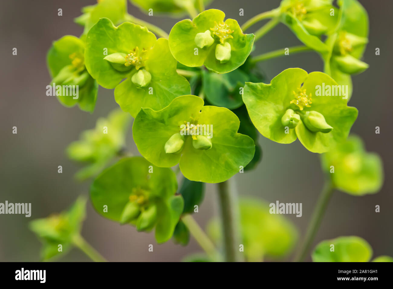 Wild Spurge Inflorescence in Springtime Stock Photo - Alamy