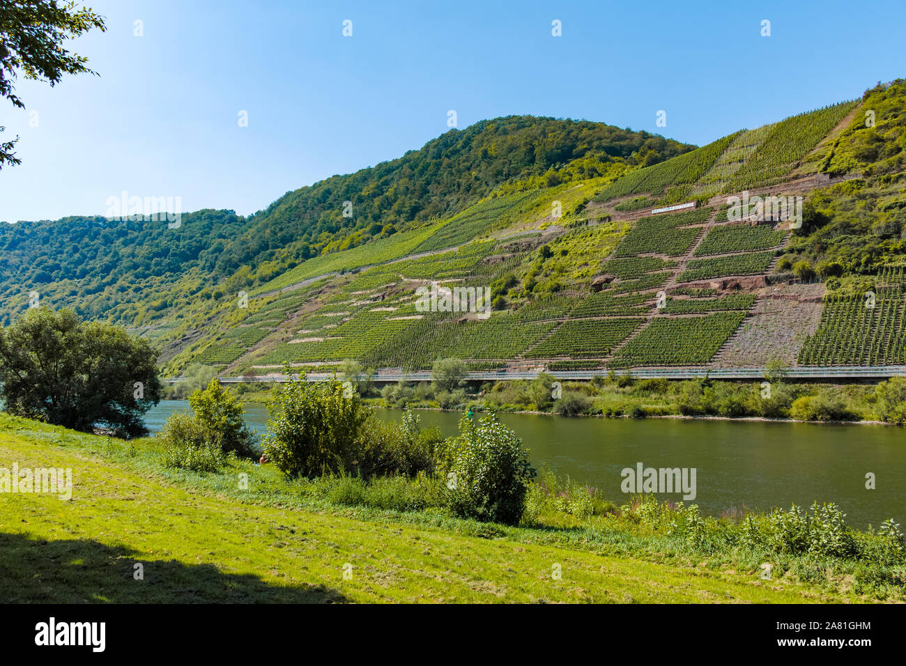 Landscape with famous green terraced vineyards in Mosel river valley ...