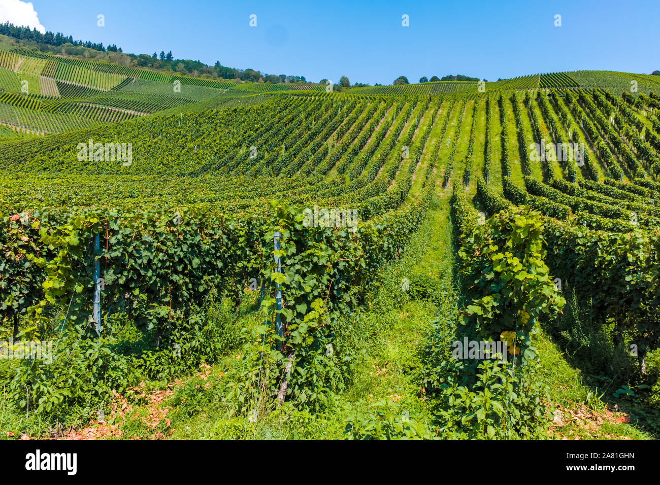 Terraced Vineyards