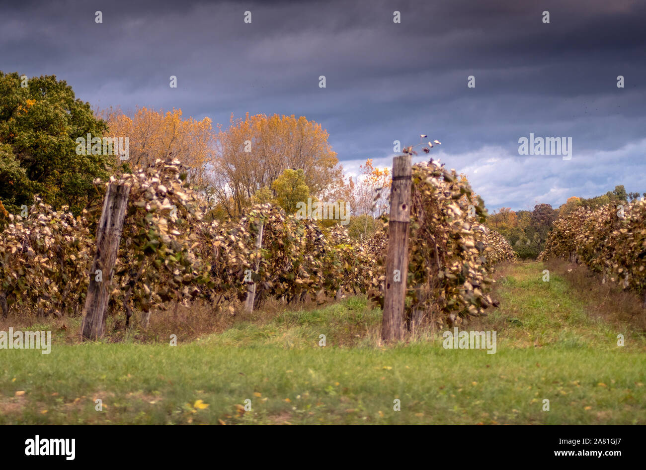 rows of grape vines at a Michigan winery are ready for harvest under a ...