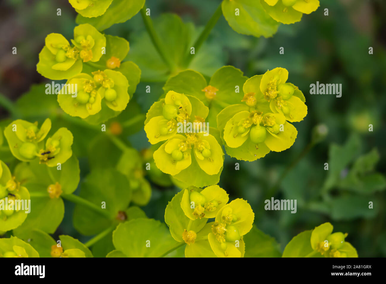 Wild Spurge Inflorescence in Springtime Stock Photo - Alamy