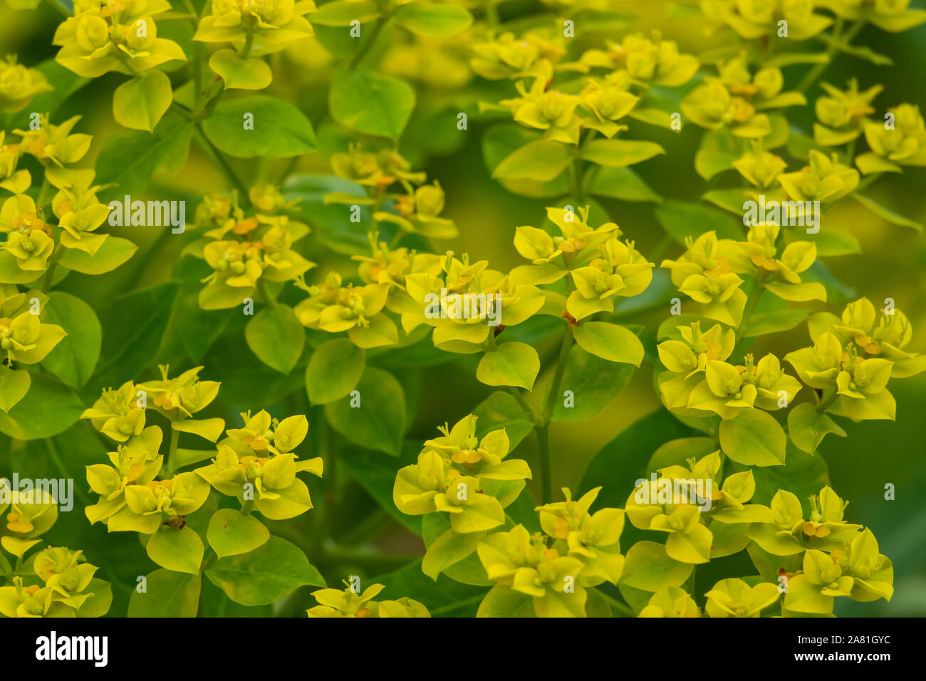 Wild Spurge Inflorescence in Springtime Stock Photo - Alamy