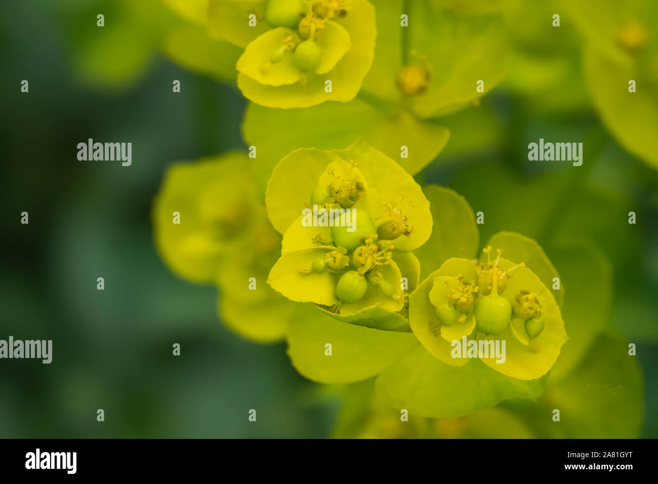 Wild Spurge Inflorescence in Springtime Stock Photo - Alamy