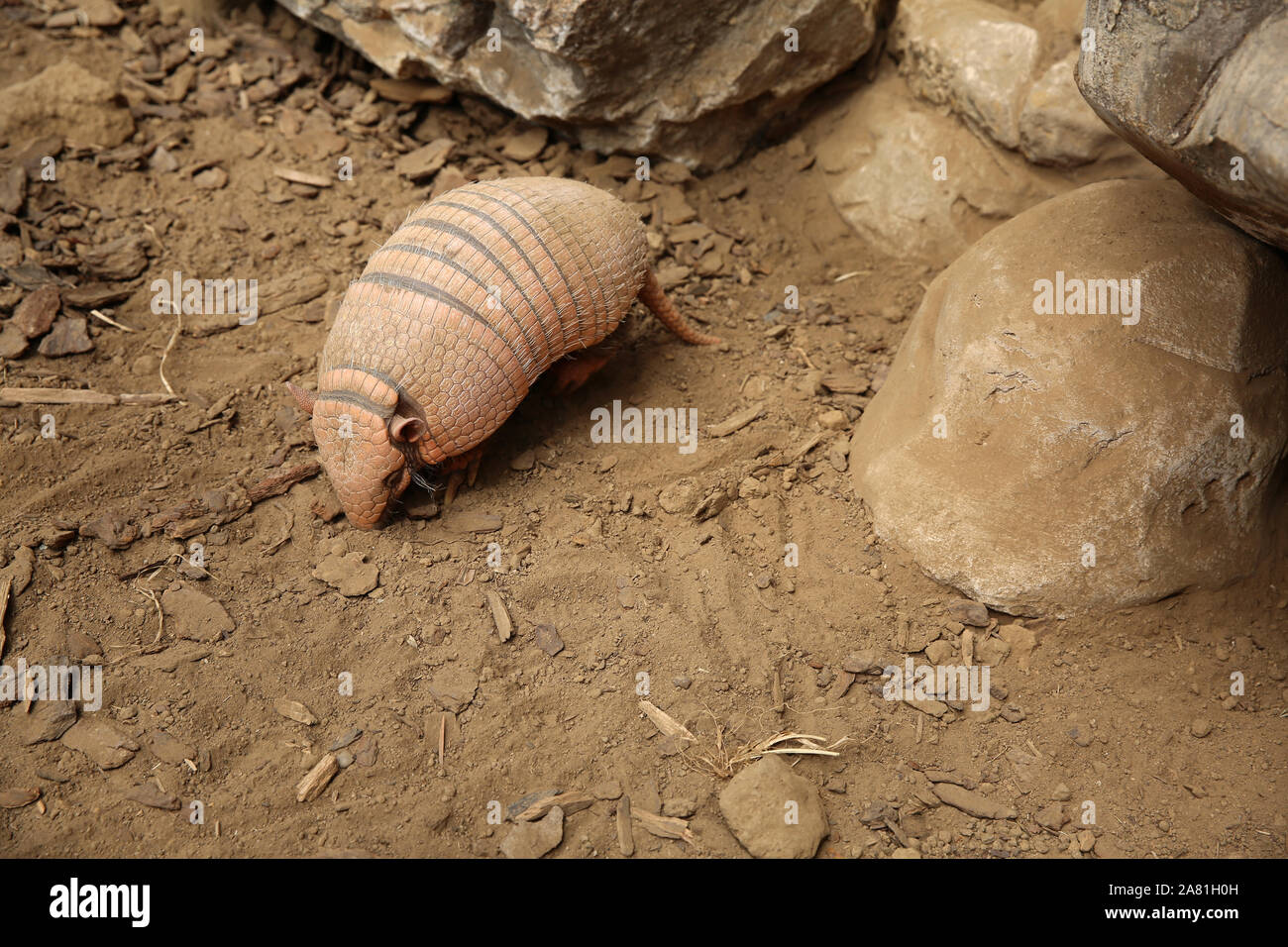 Six-banded Armadillo (Euphractus Sexcintus Stock Photo - Alamy