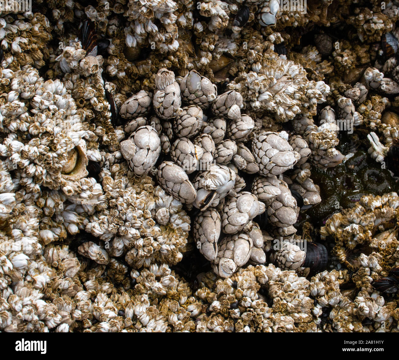 Turtle barnacle hi-res stock photography and images - Alamy