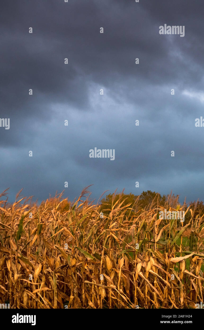 Corn stalks in a storm hi-res stock photography and images - Alamy