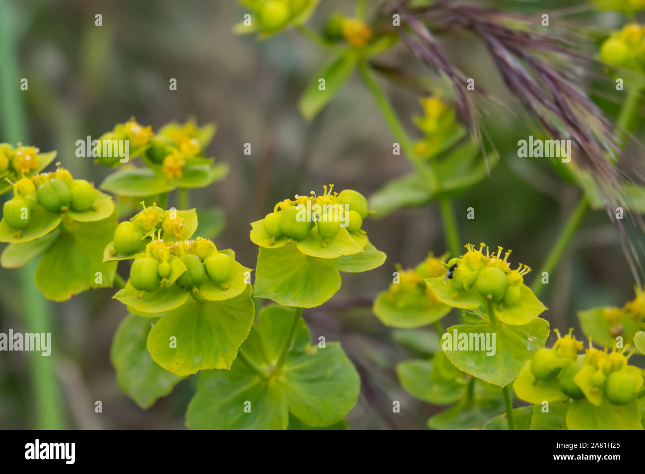 Wild Spurge Inflorescence in Springtime Stock Photo - Alamy