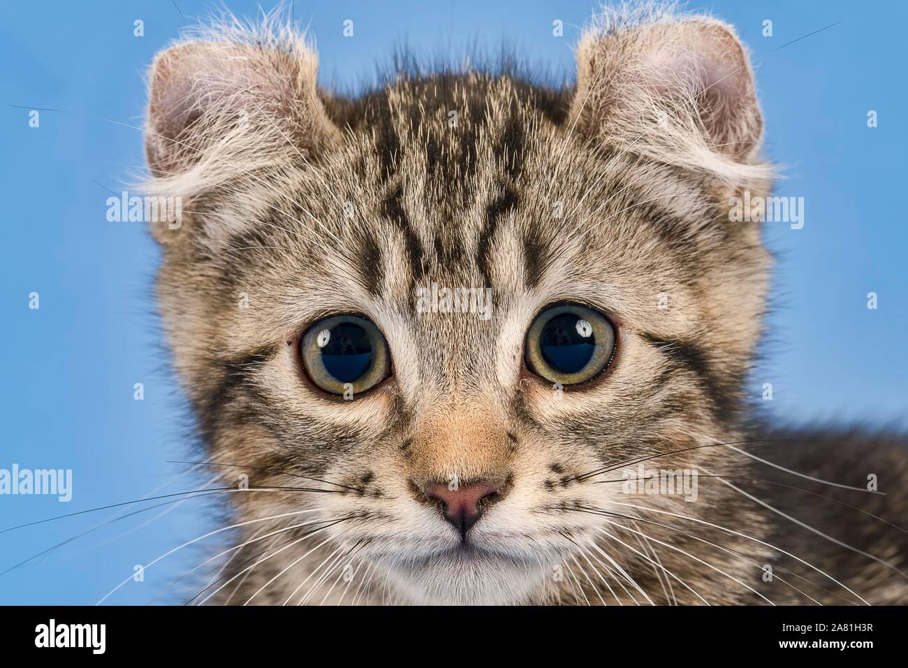 Blotched tabby cat hi-res stock photography and images - Alamy