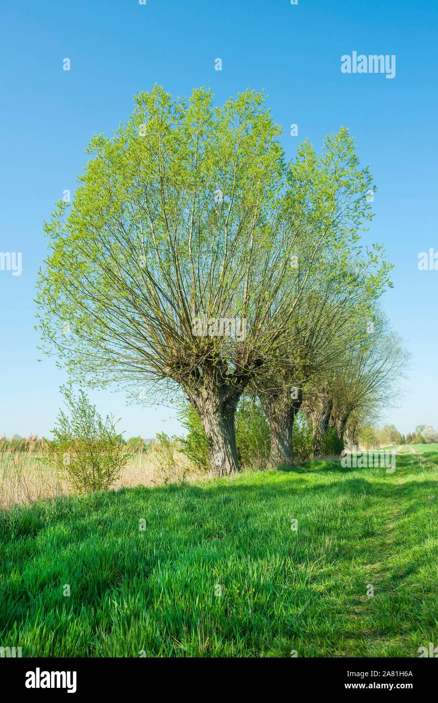 White willows (Salix alba), cultural form head willow, spring ...