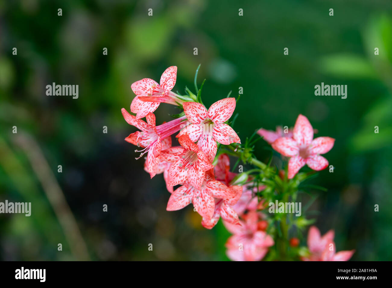 Ipomopsis rubra hi-res stock photography and images - Alamy