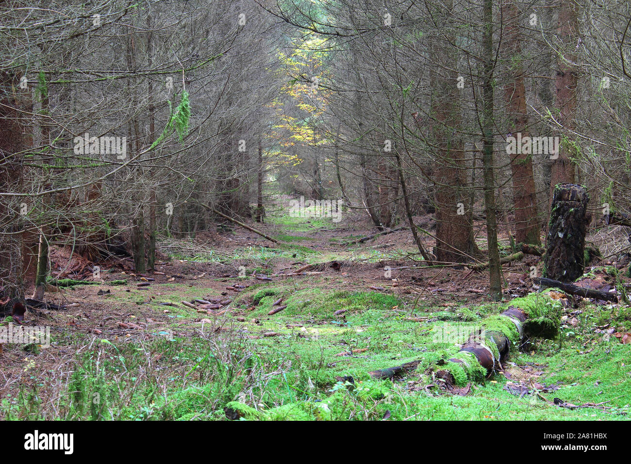 Small alley through the trees in the forest Stock Photo - Alamy