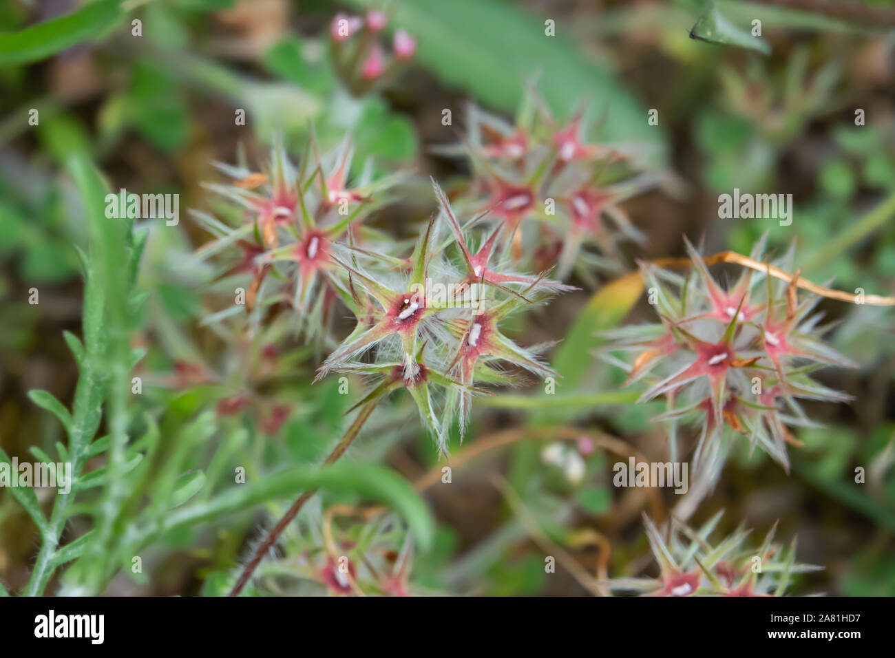 Hairy calyces hi-res stock photography and images - Alamy