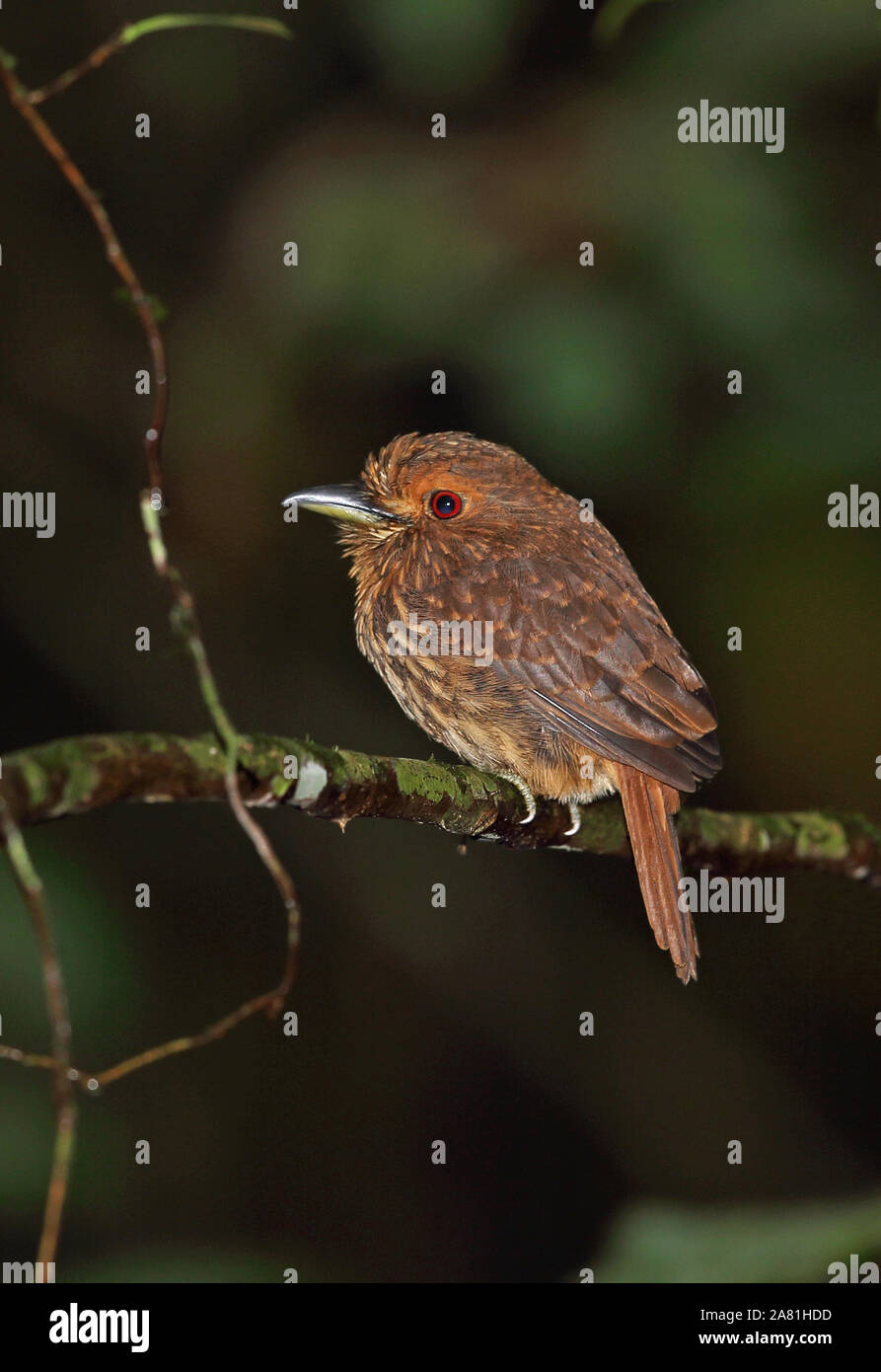White-whiskered Puffbird (Malacoptila panamensis) adult perched on ...