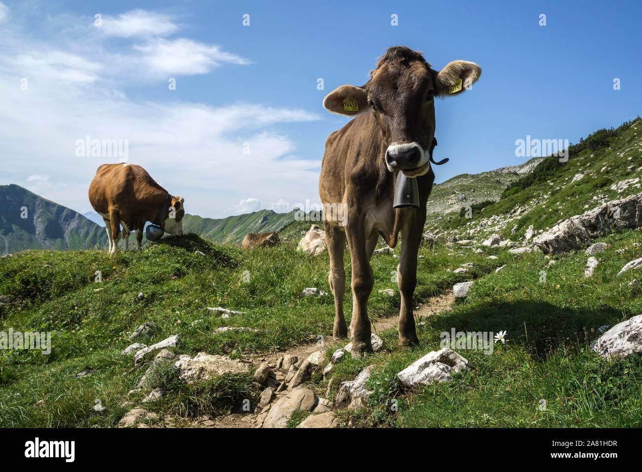 Cows on the pasture, near Nebelhorn, Oberstdorf, Oberallgau, Allgau ...