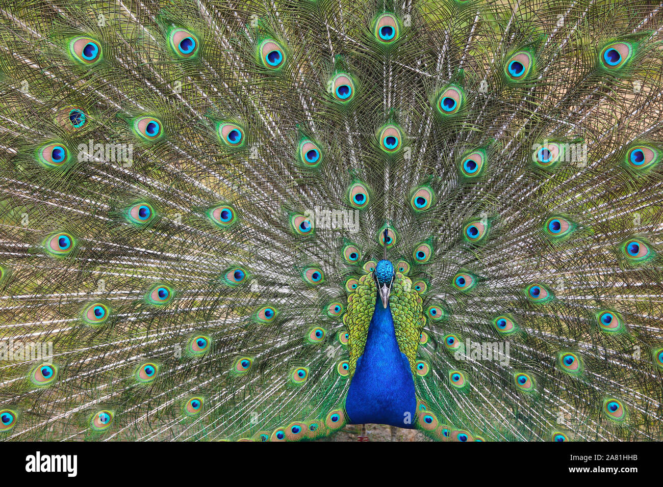 Peacock train feather display hi-res stock photography and images - Alamy