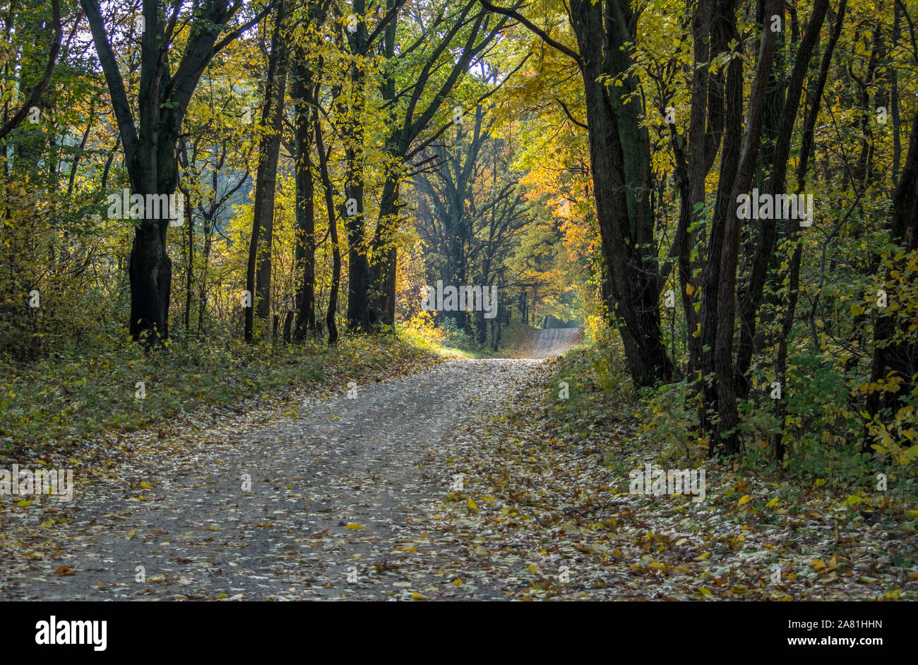Walkway full trees during autumn hi-res stock photography and images ...