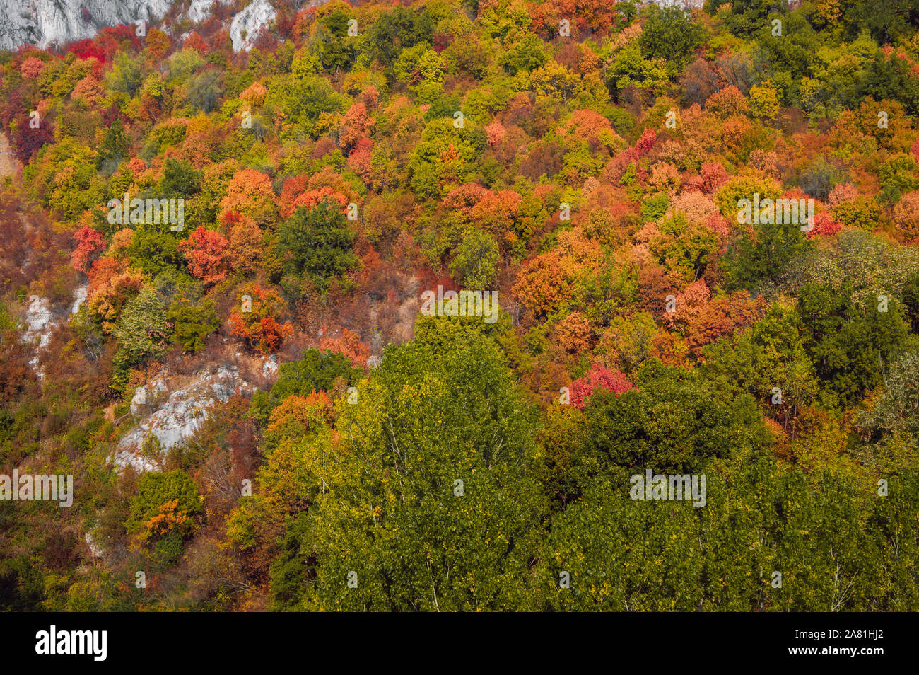 Beautiful Autumn landscape background. Aerial view of colorful, dense ...