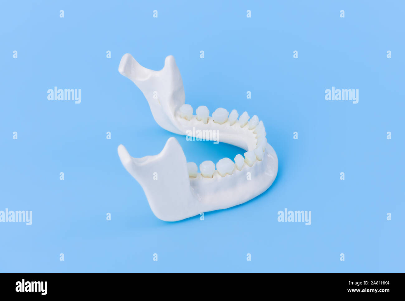 Lower human jaw with teeth anatomy model medical illustration isolated ...