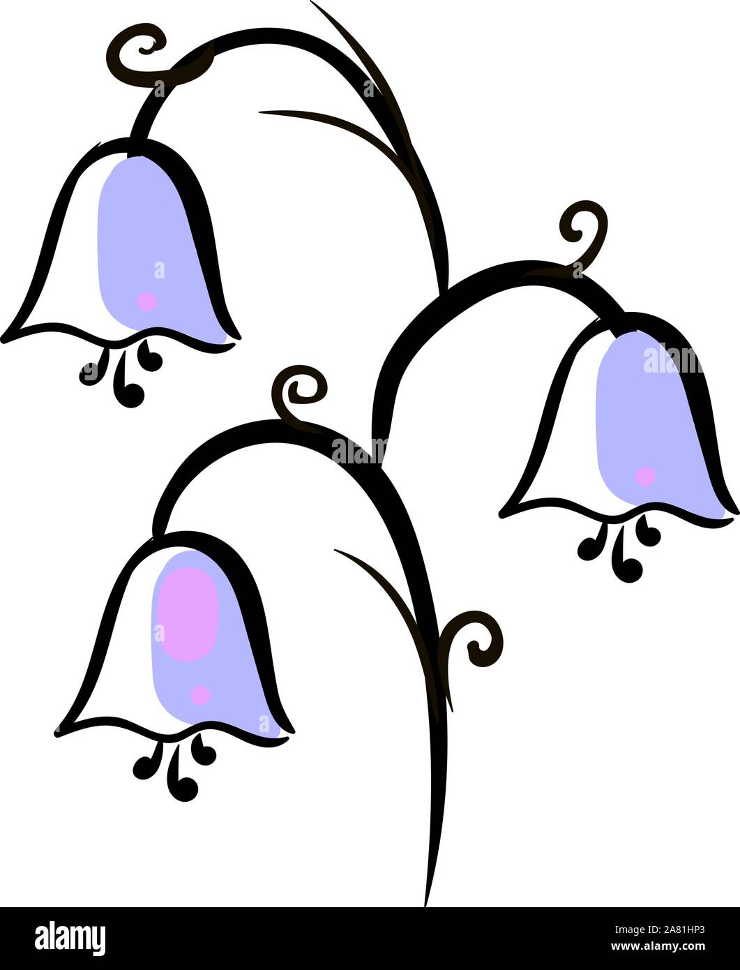 Bluebell drawing, illustration, vector on white background Stock Vector ...