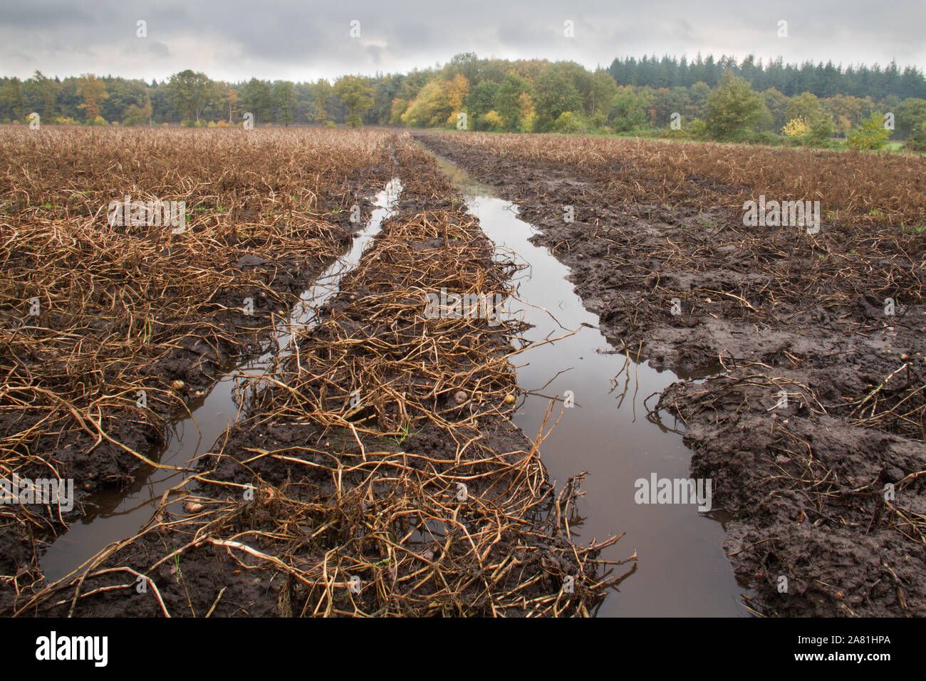 Lost crop: puddles in tire tracks through a potato field after heavy ...