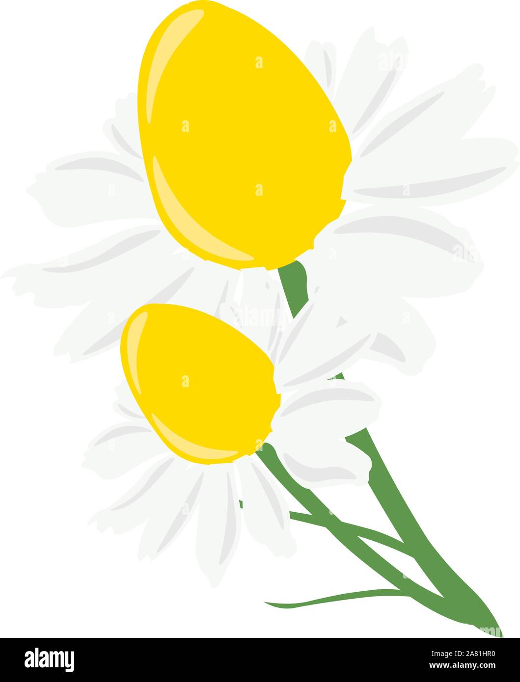 Chamomile herbal tea on Stock Vector Images - Alamy