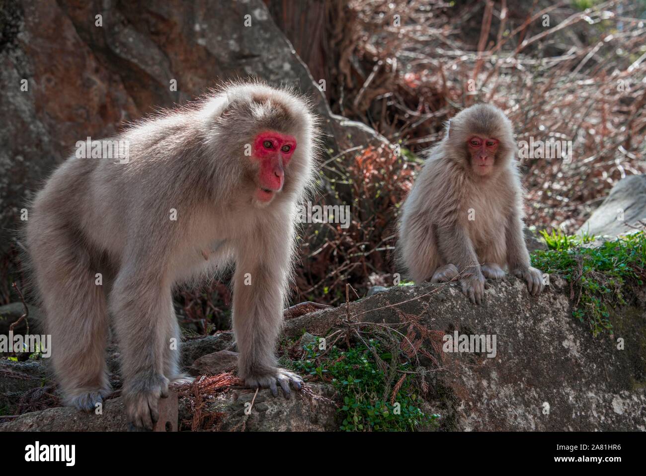 Japanese macaque (Macaca fuscata), mother with young animal on a rock ...