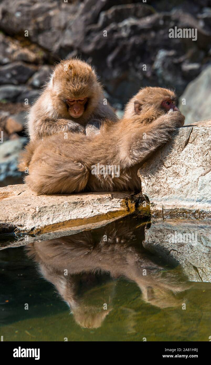 Two Japanese macaque (Macaca fuscata) at delousing, Yamanouchi, Nagano ...