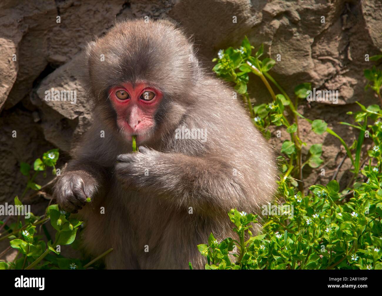 Japanese macaque (Macaca fuscata), young animal eating, Yamanouchi ...
