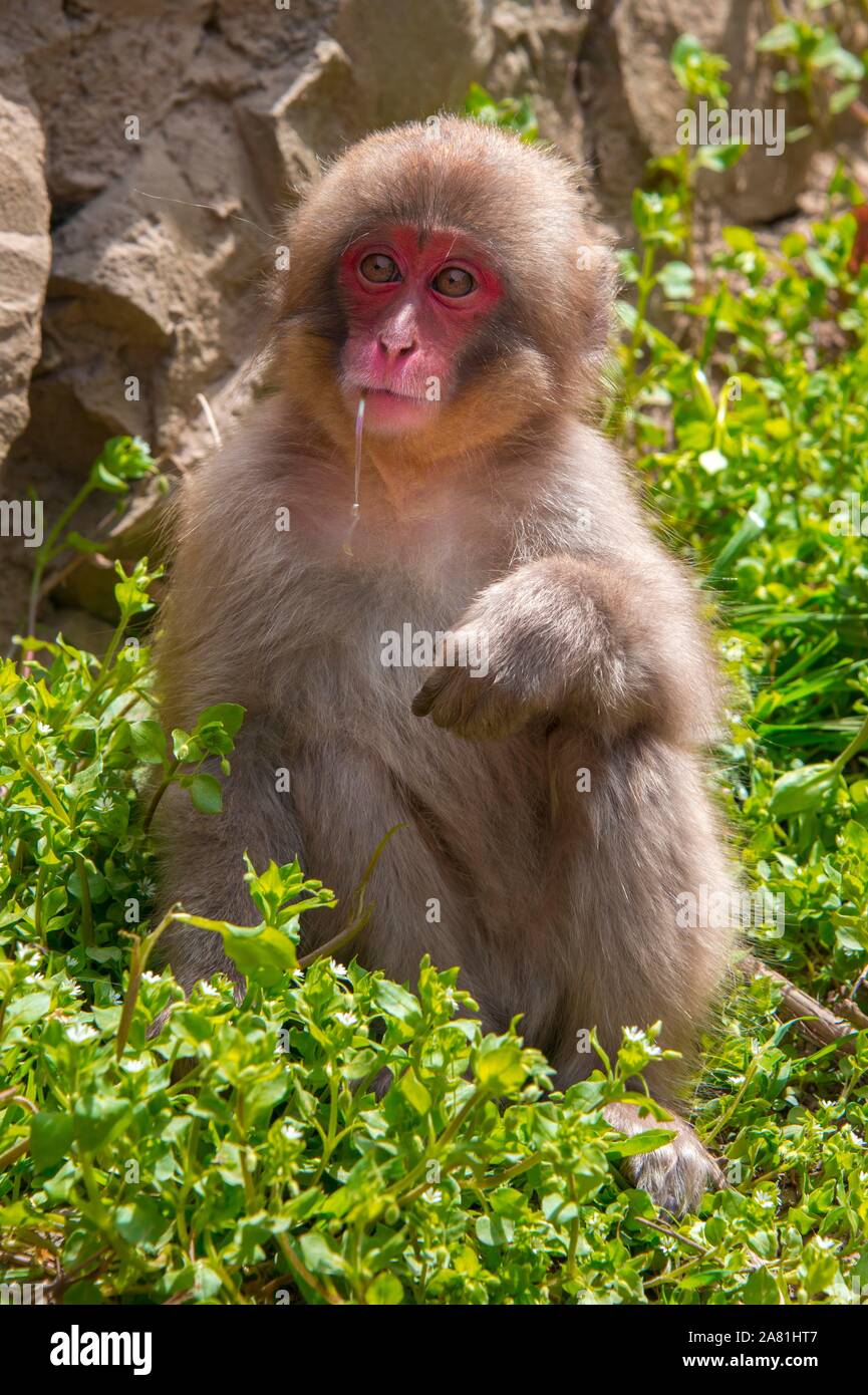 Japanese macaque (Macaca fuscata), young animal eating, Yamanouchi ...