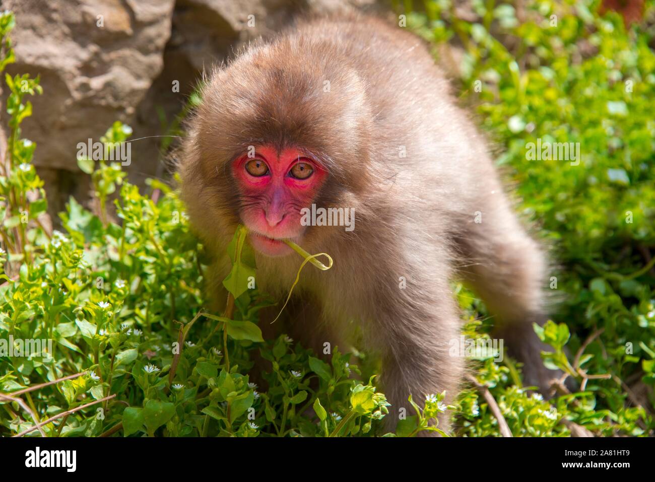 Japanese macaque (Macaca fuscata), young animal eating, Yamanouchi ...