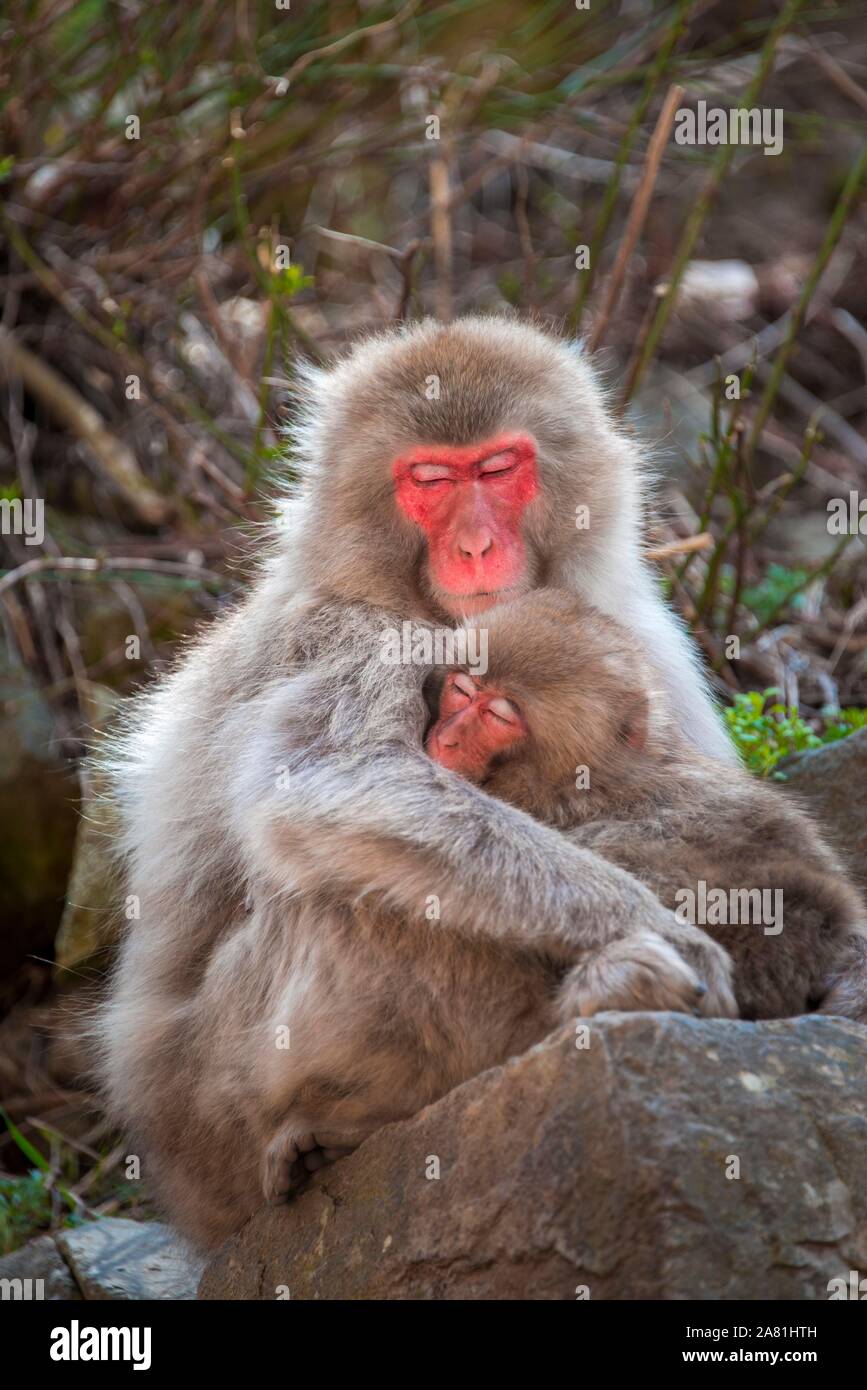Japanese macaque (Macaca fuscata), mother cuddles with young animal ...