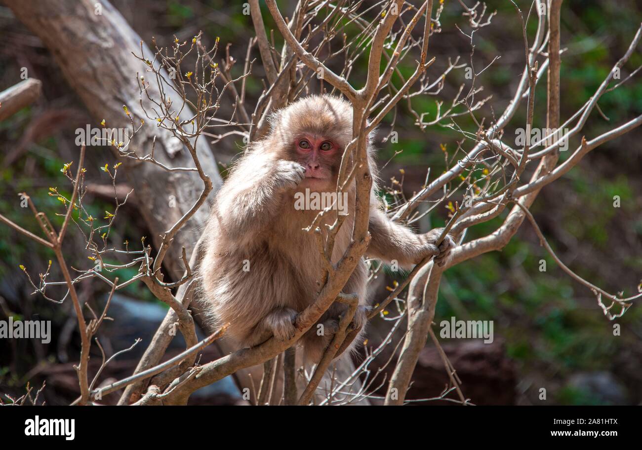 Japanese macaque (Macaca fuscata), young animal climbing in tree ...