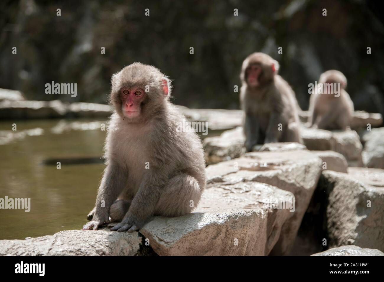 Three Japanese macaque (Macaca fuscata) sitting by the water ...