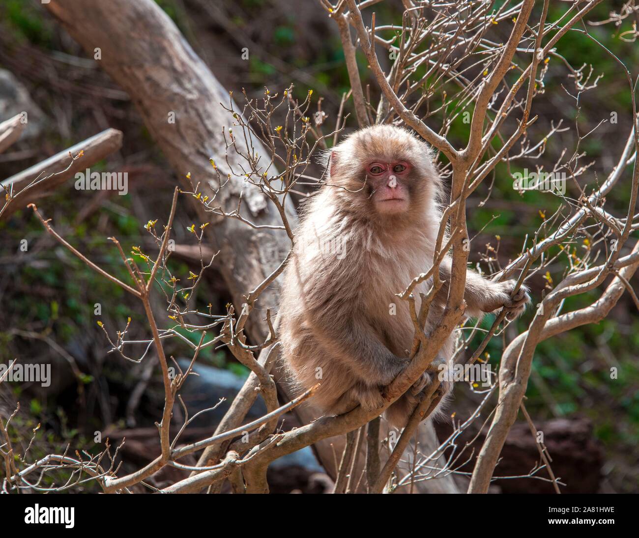 Japanese macaque (Macaca fuscata), young animal climbing in tree ...