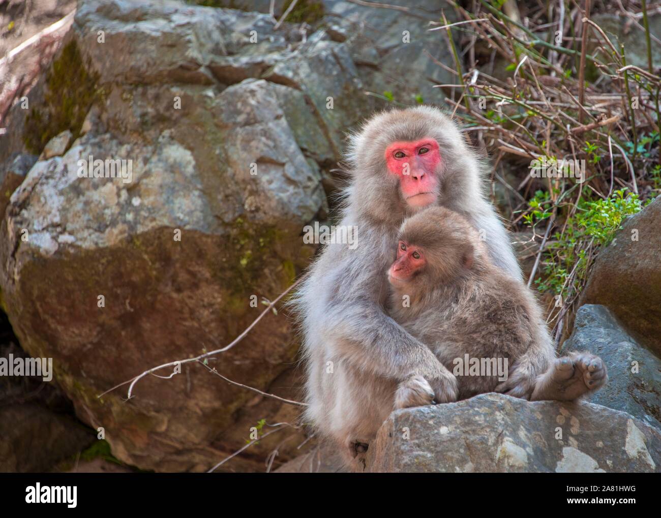 Japanese macaque (Macaca fuscata), mother cuddles with young animal ...