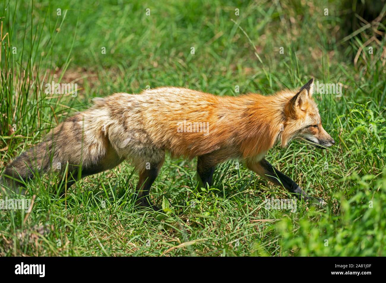 Red fox (Vulpes vulpes) runs through meadow, France Stock Photo - Alamy