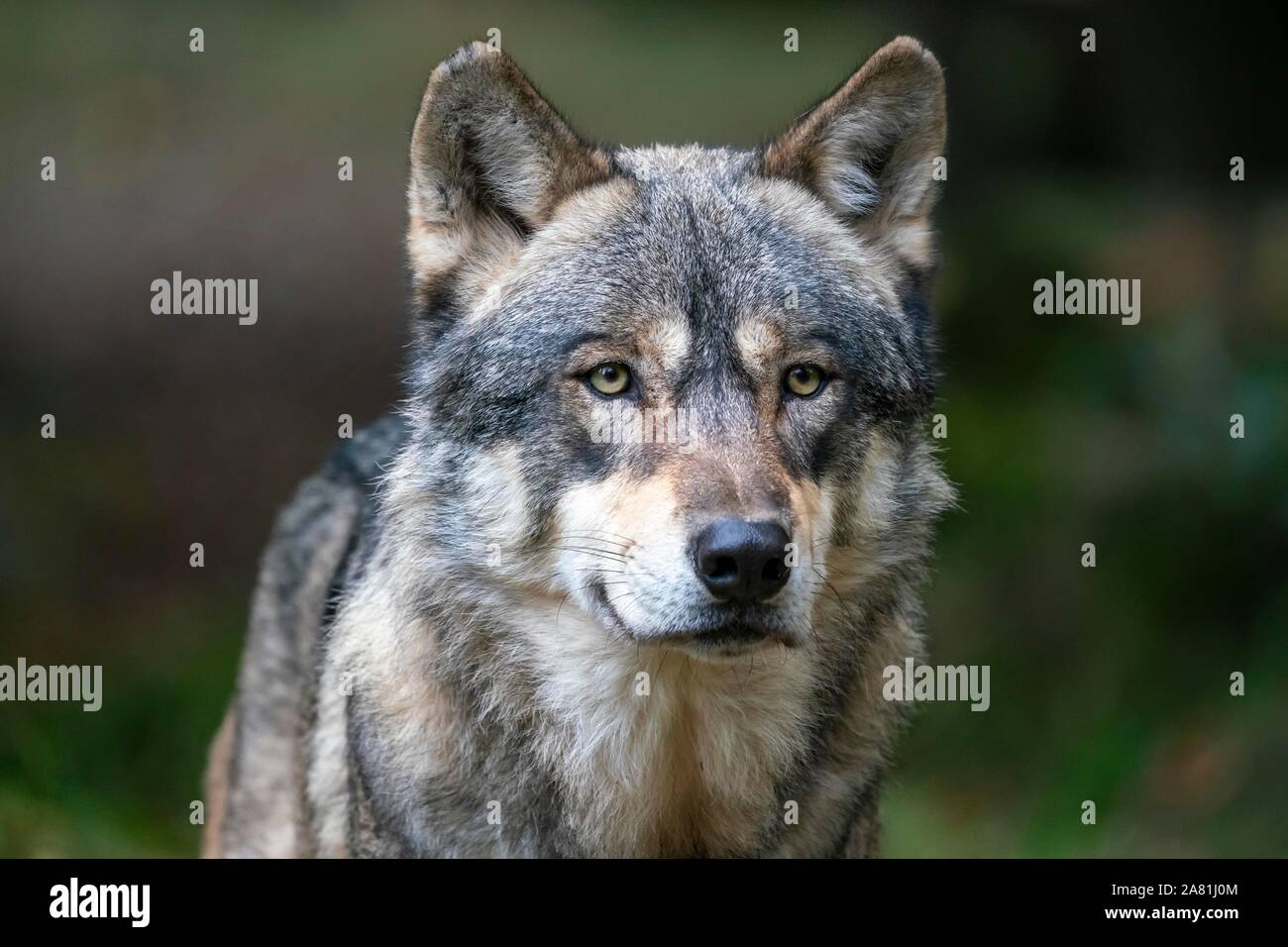 Canis lupus animal hi-res stock photography and images - Alamy