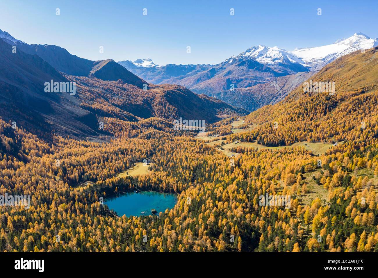 Autumn larch forest in Val di Campo, mountain lake Lago di Saoseo ...
