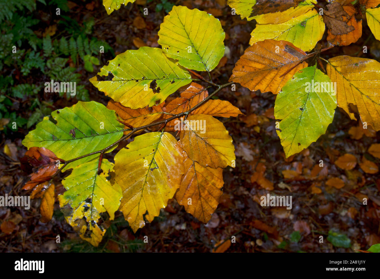 Beech tree orange leaves hi-res stock photography and images - Alamy