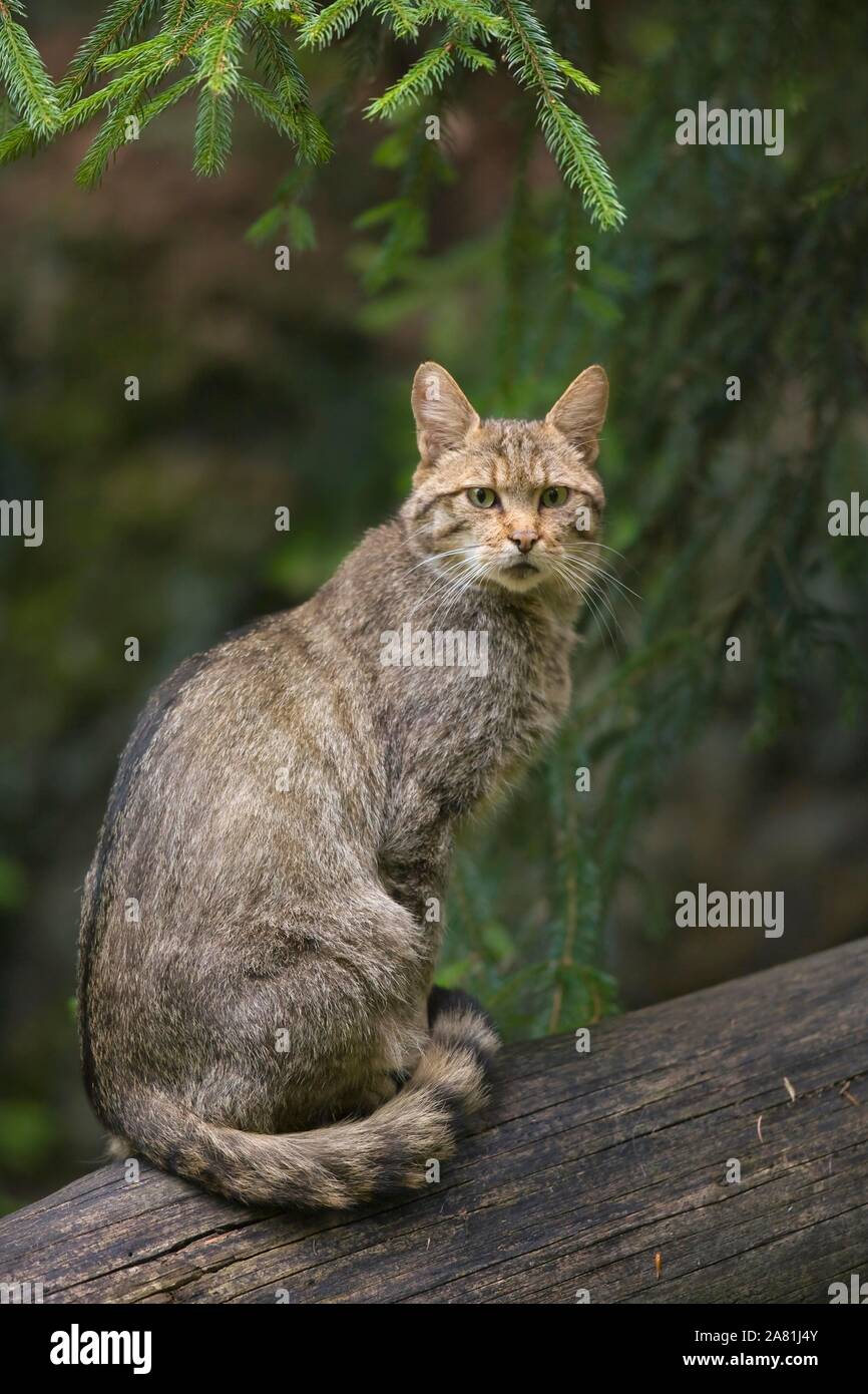 European Wildcat (Felis silvestris), sitting, Bavarian Forest National ...