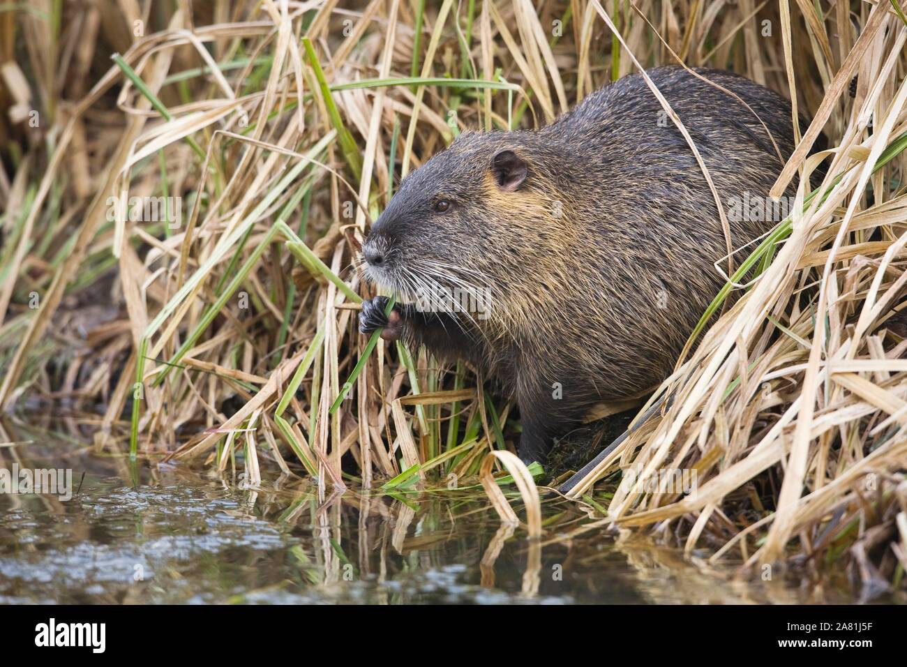 Nutria (Myocastor coypus), eating in reeds at water, Bavaria, Germany ...